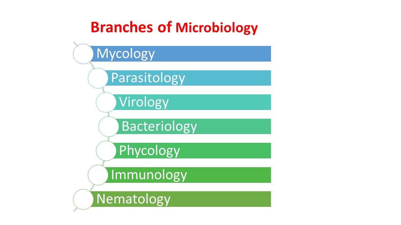 Microbiology- Definition, History, Types Of Microorganisms, Branches Of ...