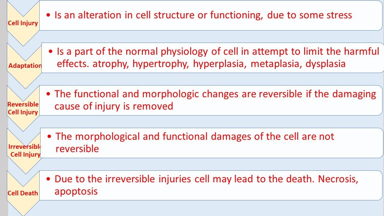 Basic Principles Of Cell Injury And Adaptation » PHARMACAREERS
