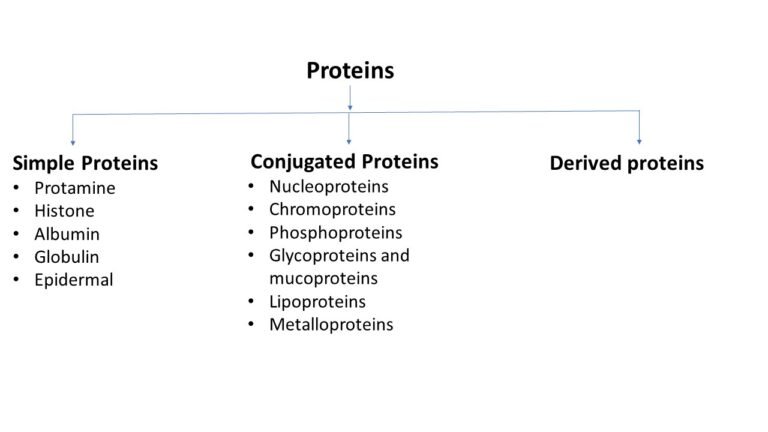 Proteins: Classification, Structure, Chemical Nature And Biological ...