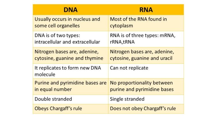 Nucleic Acids: Structure, Classification And Biological Importance ...