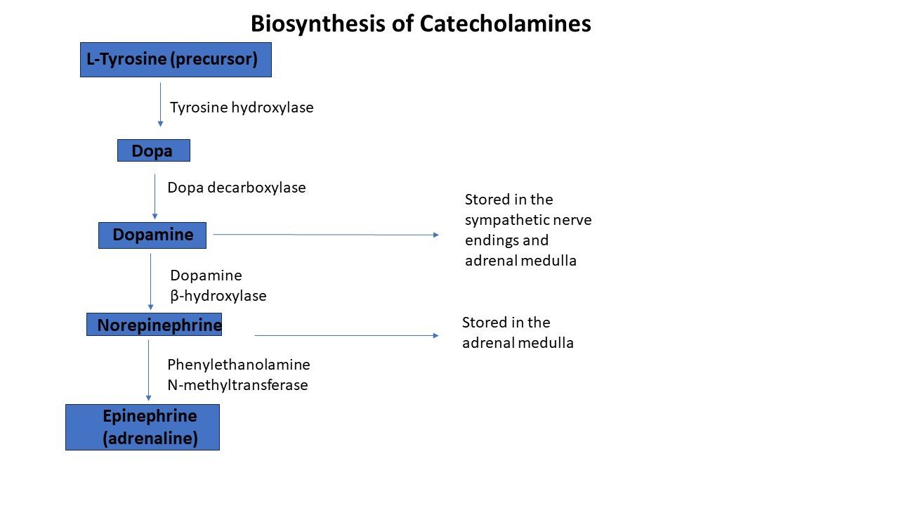Biosynthesis Of Catecholamine And Their Catabolism » PHARMACAREERS