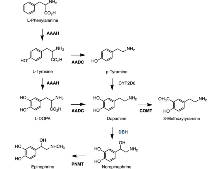 Biosynthesis Of Catecholamine And Their Catabolism » PHARMACAREERS