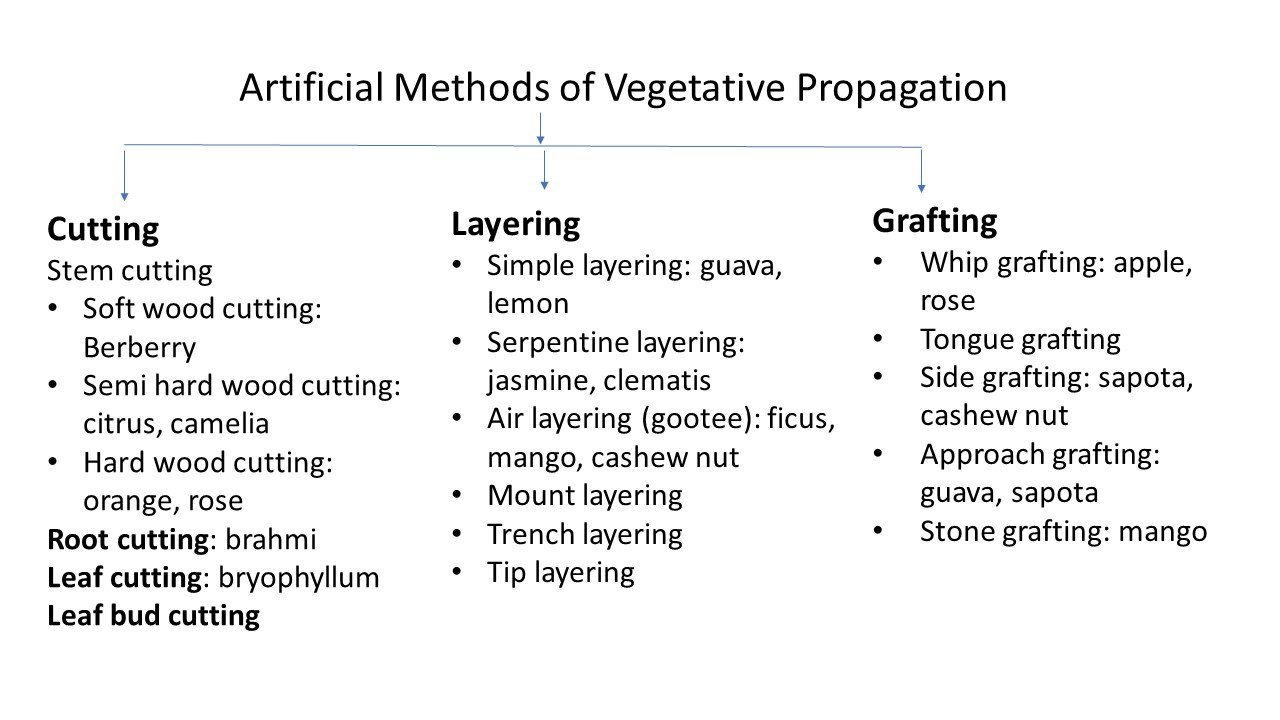 Cultivation Of Drugs Of Natural Origin » PHARMACAREERS