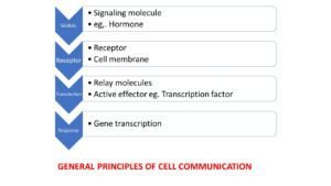 General Principles Of Cell Communication » PHARMACAREERS