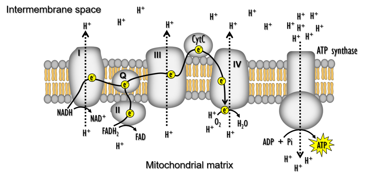 Oxidative Phosphorylation » PHARMACAREERS